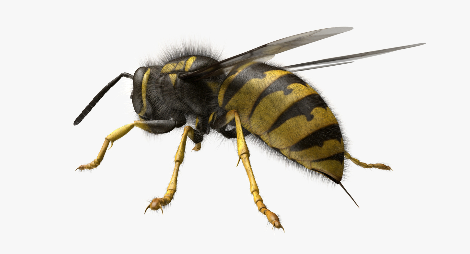 vespula vulgaris common wasp 3d obj