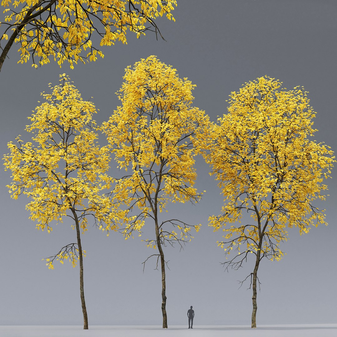 3D Tree Ash Ash-tree Model - TurboSquid 1688599