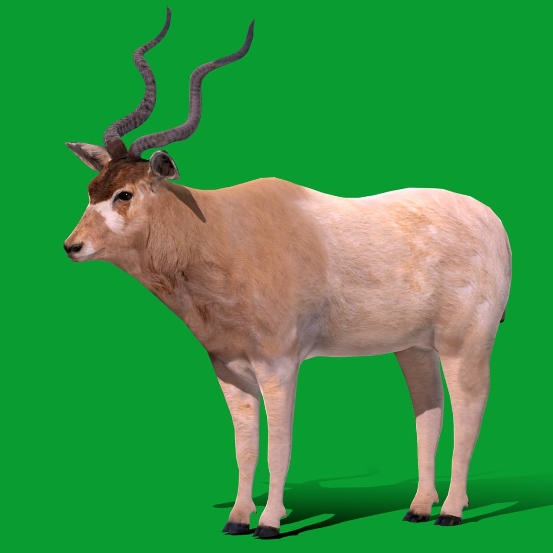 3D Addax Antelope - TurboSquid 2314024