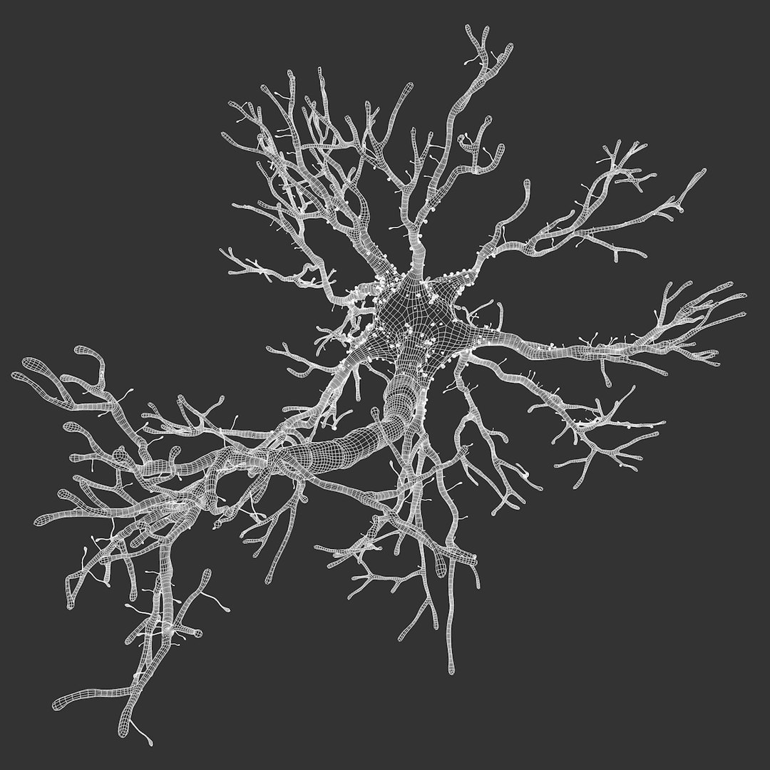neuron synapses myelin 3d model