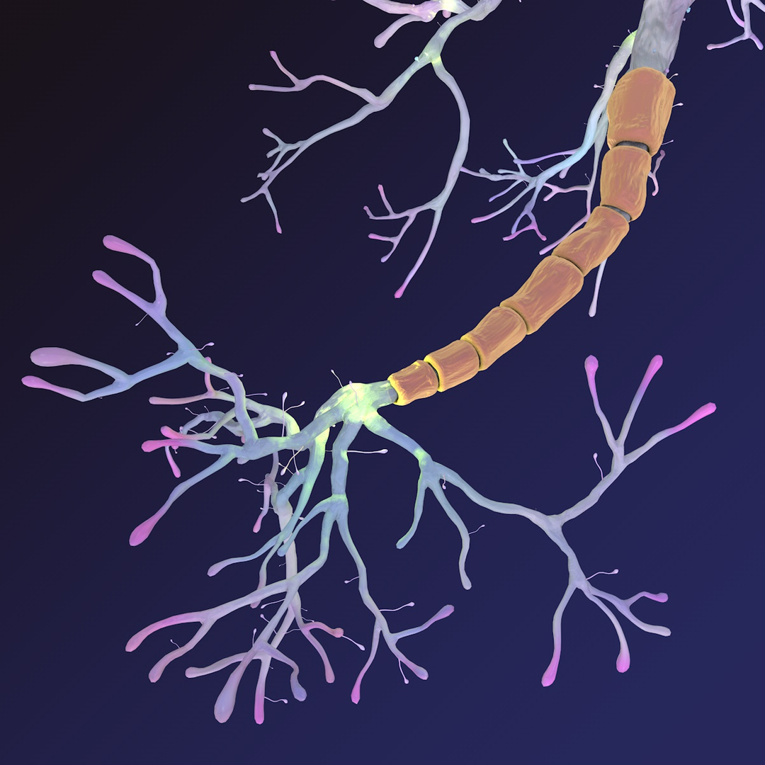 neuron synapses myelin 3d model