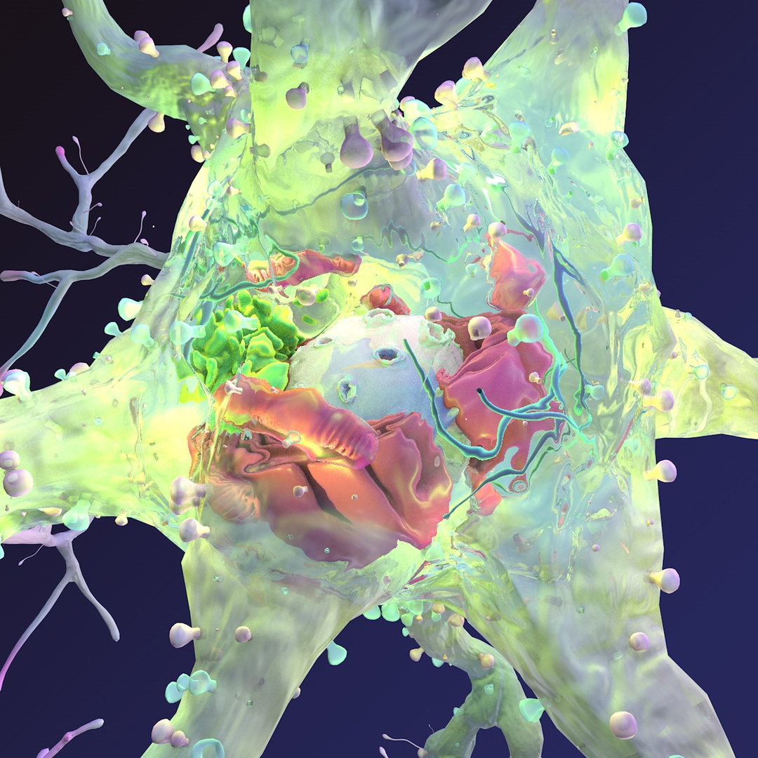 neuron synapses myelin 3d model