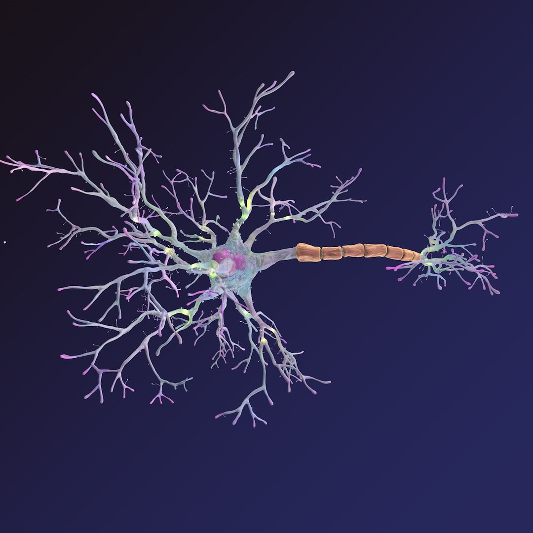 neuron synapses myelin 3d model