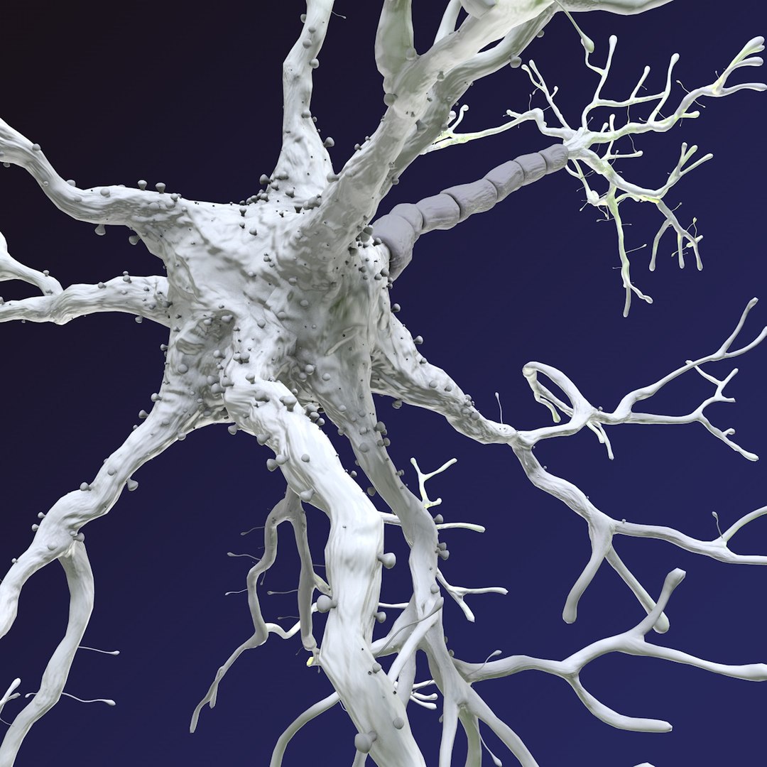neuron synapses myelin 3d model