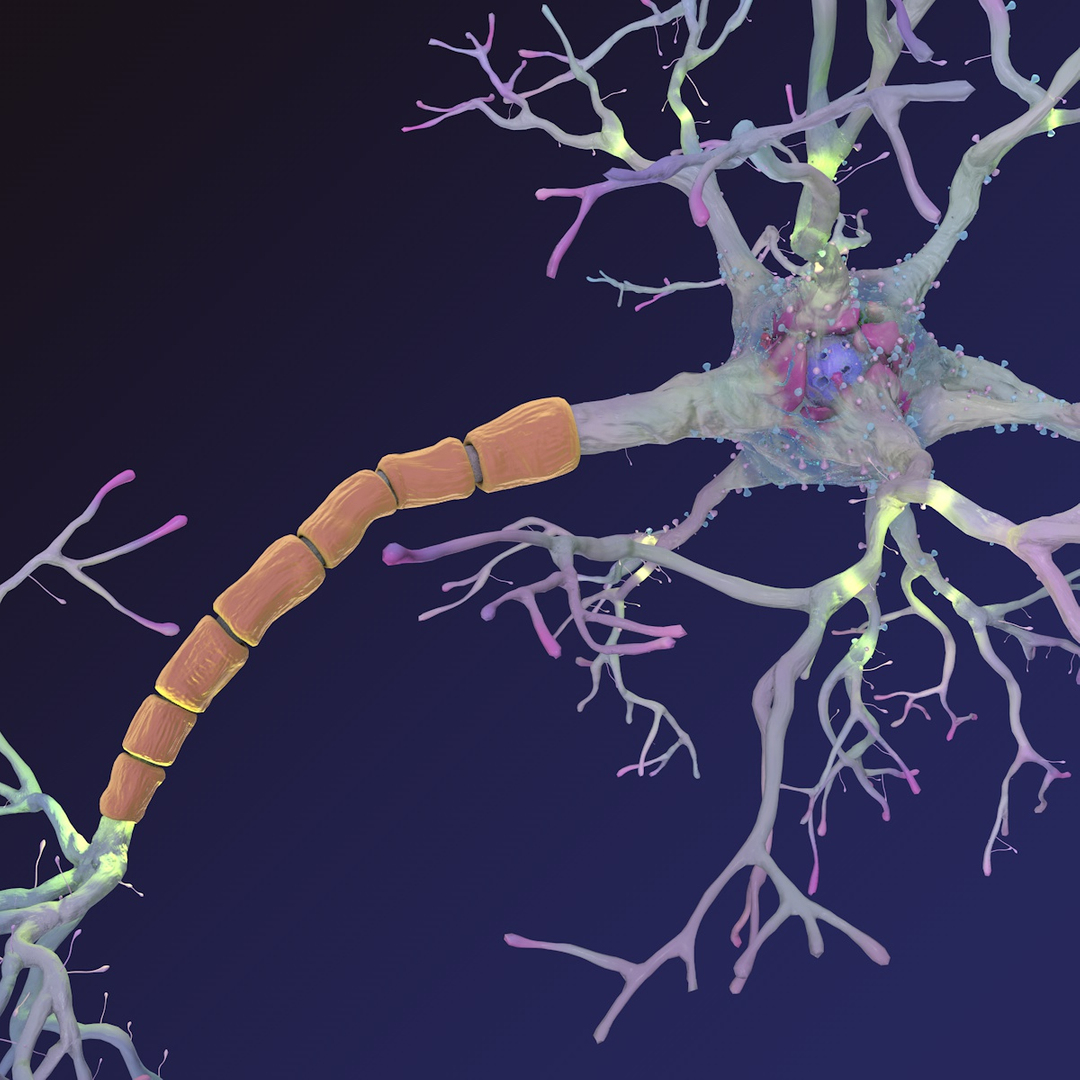 neuron synapses myelin 3d model