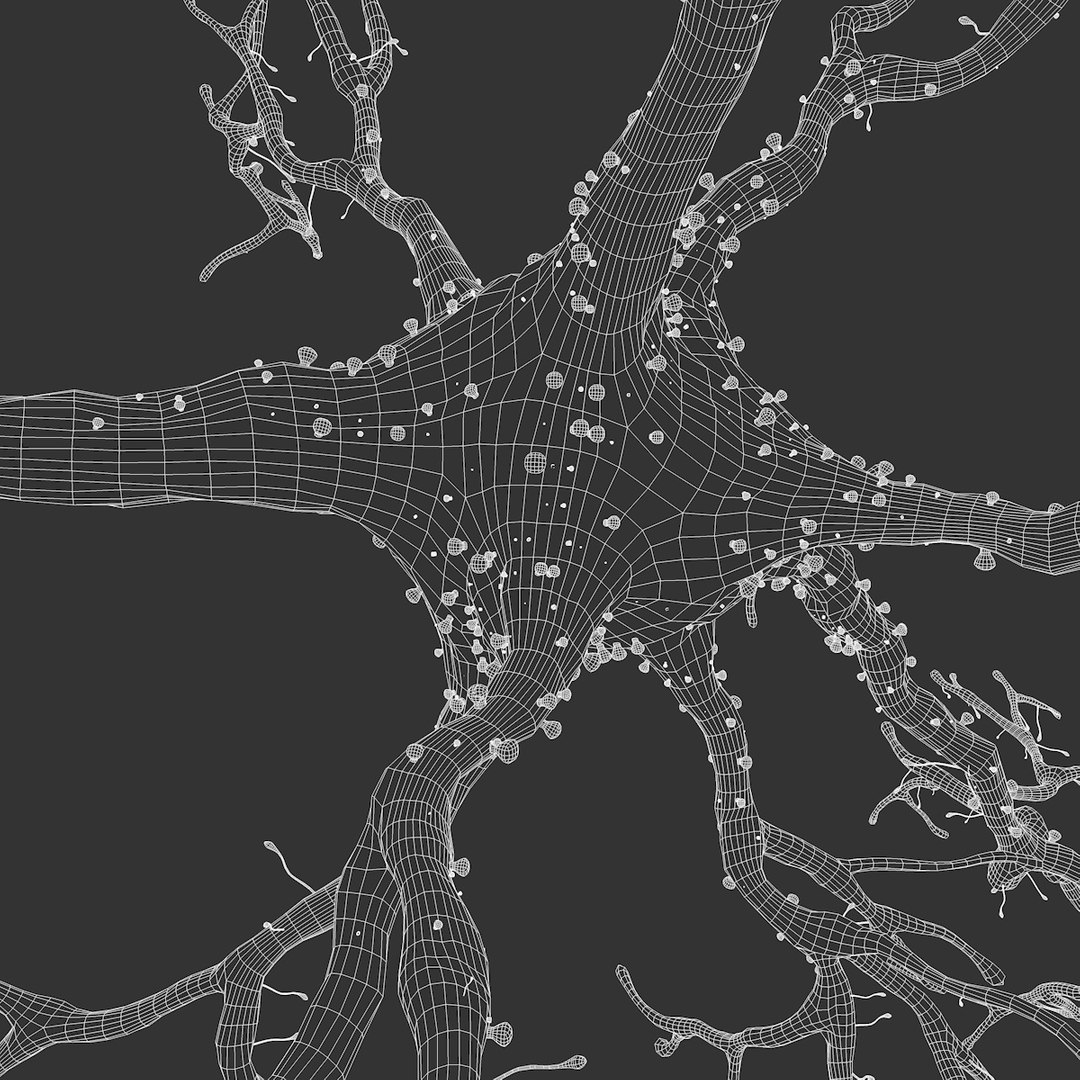 neuron synapses myelin 3d model