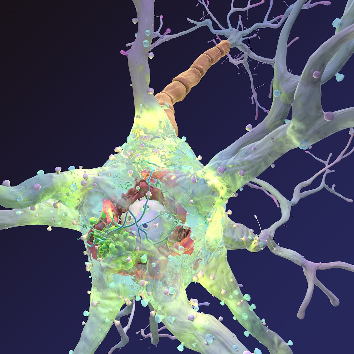 neuron synapses myelin 3d model