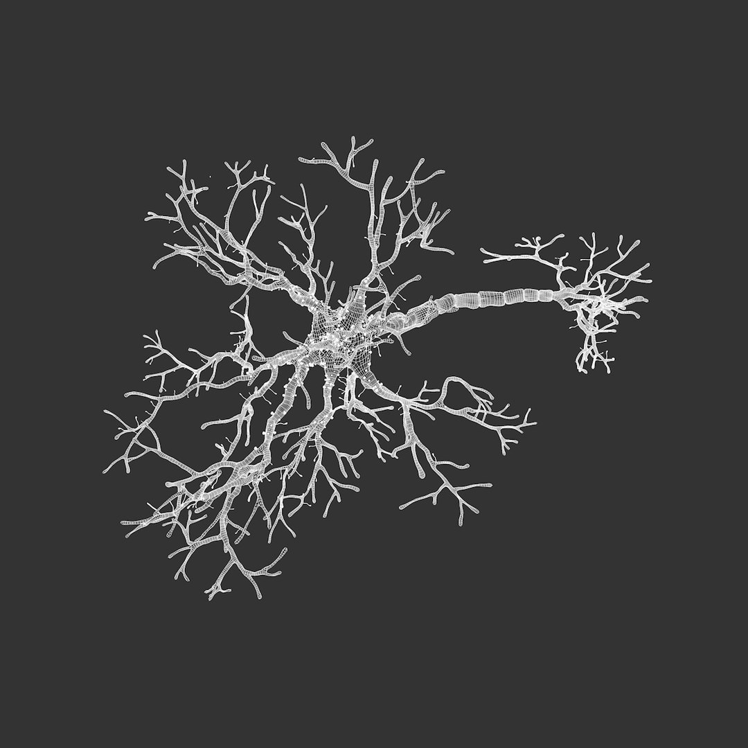 neuron synapses myelin 3d model