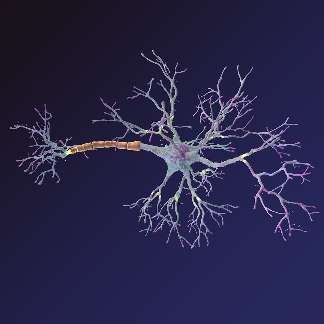 Neuron Synapses Myelin 3d Model