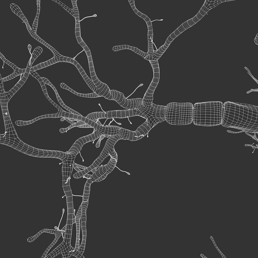 neuron synapses myelin 3d model