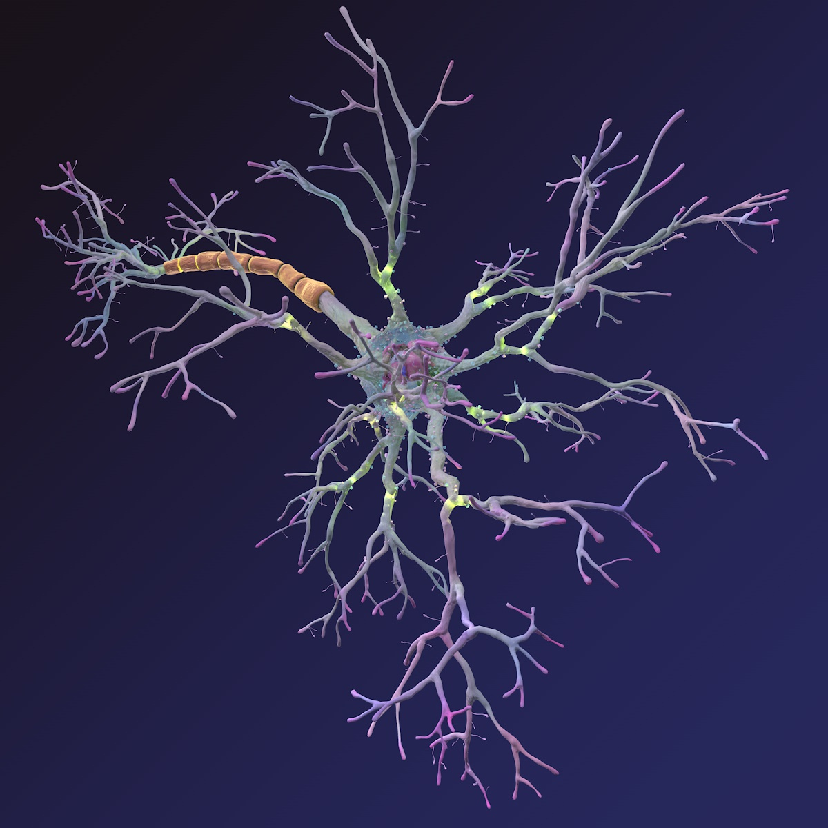 neuron synapses myelin 3d model