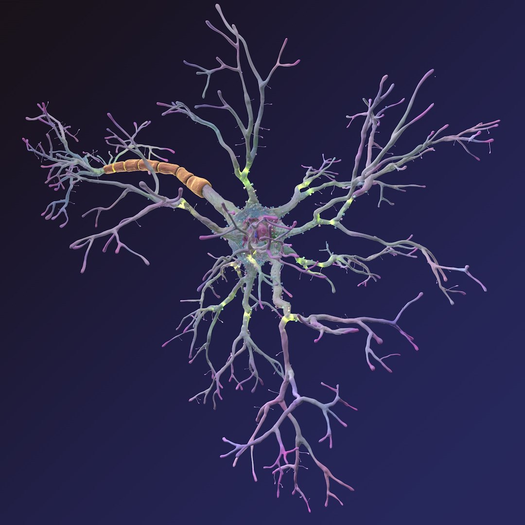 Neuron Synapses Myelin 3d Model
