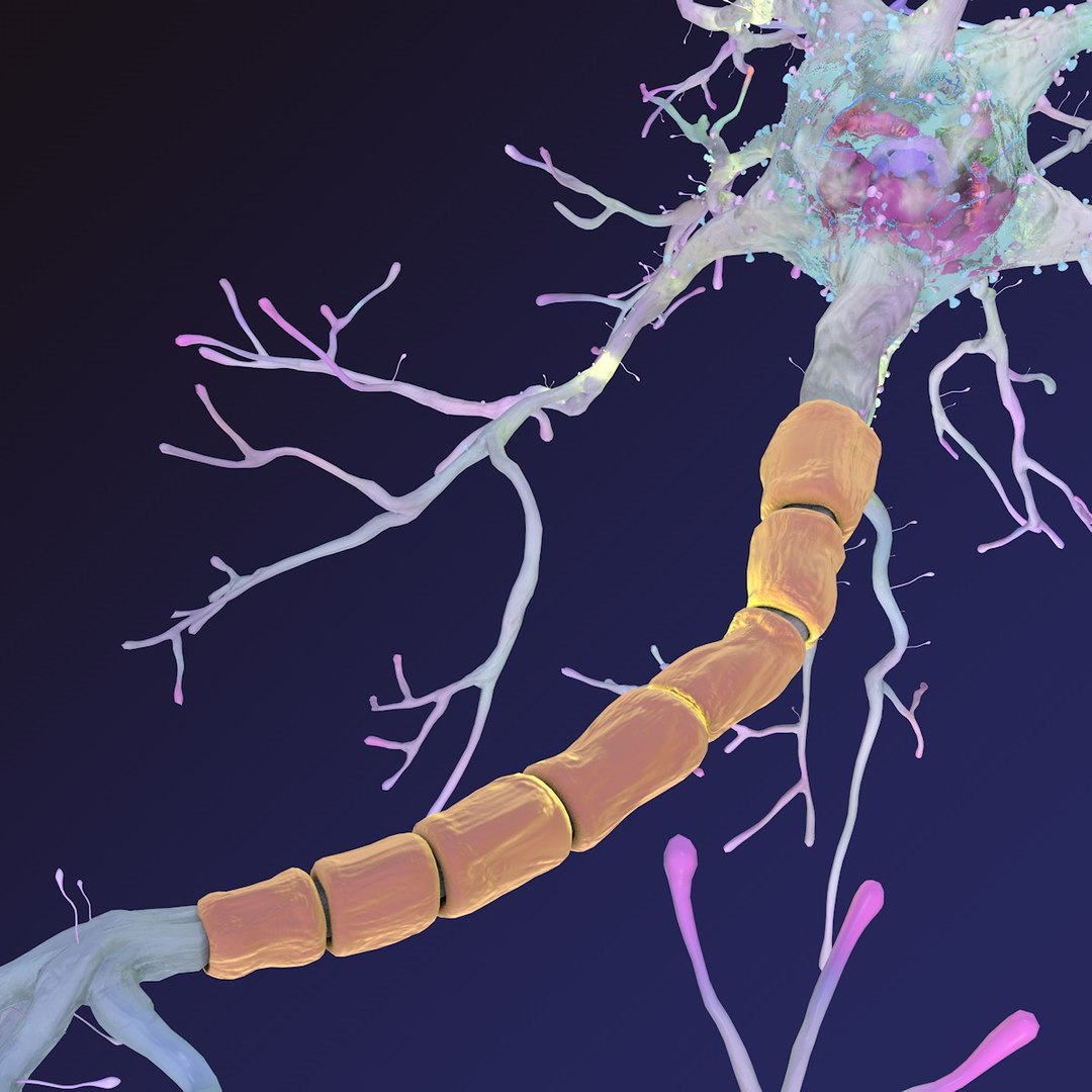 neuron synapses myelin 3d model