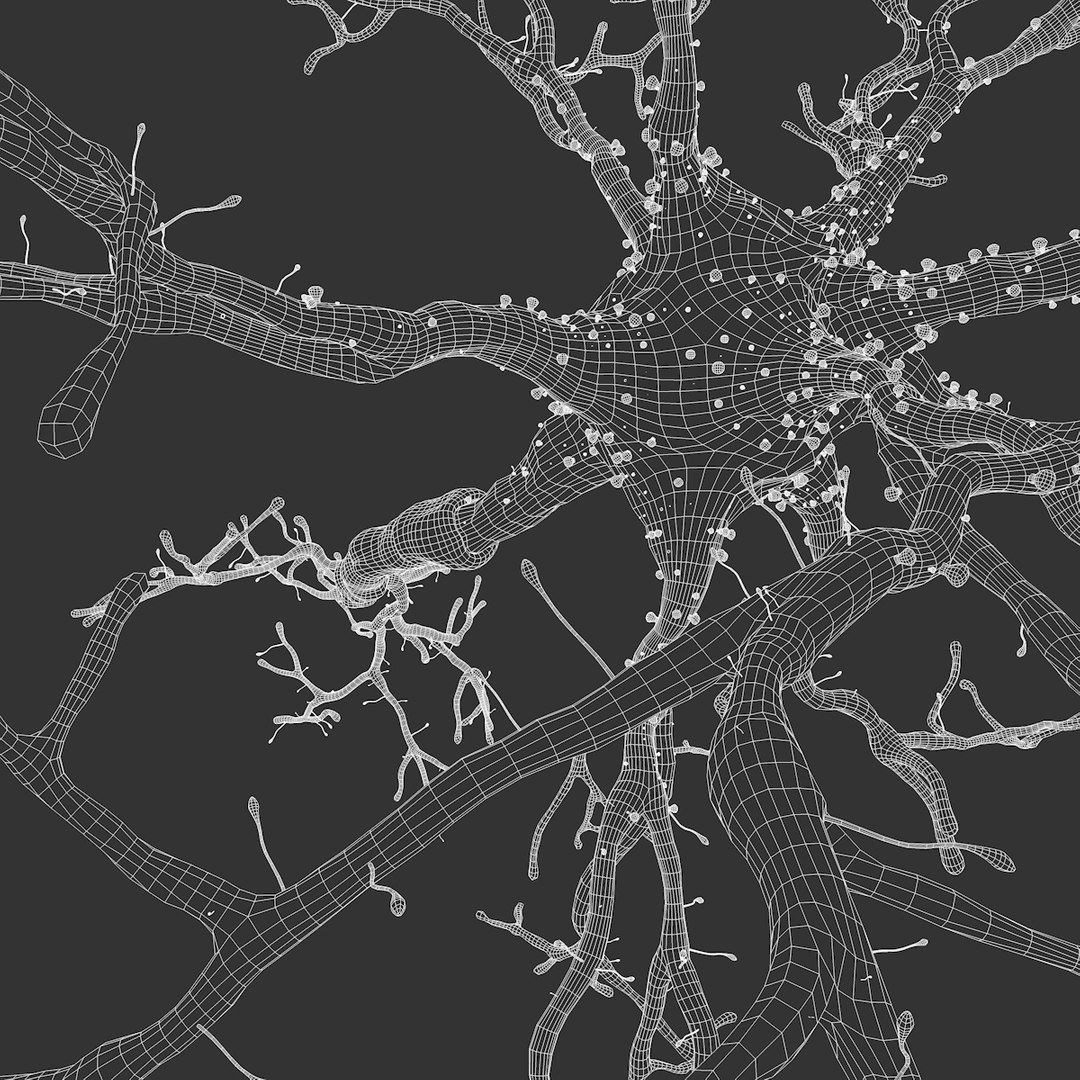 neuron synapses myelin 3d model