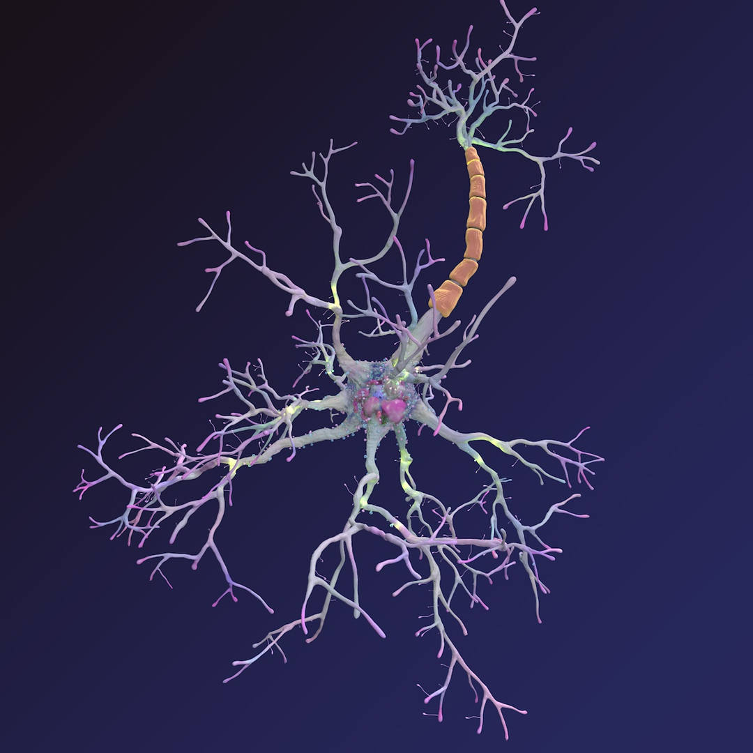 neuron synapses myelin 3d model