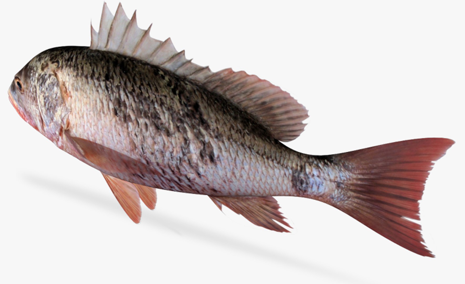 colorado snapper 3d x