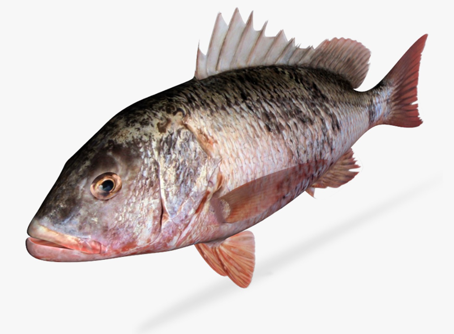 colorado snapper 3d x