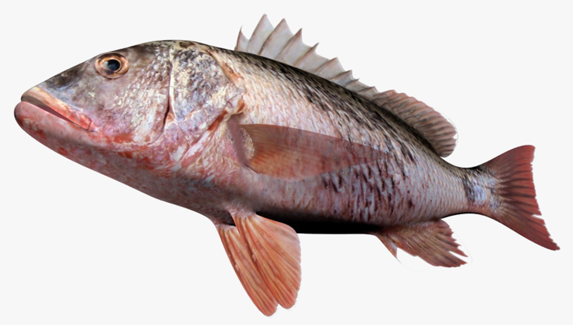 colorado snapper 3d x