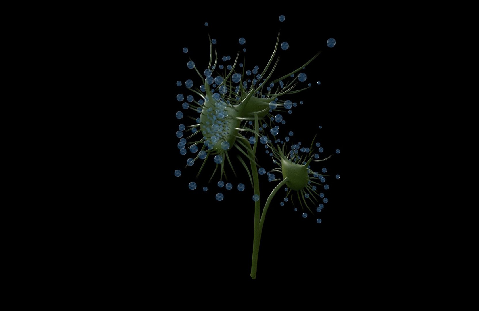 3D drosera plants - TurboSquid 1466300