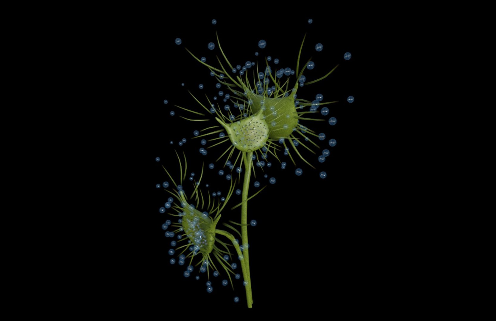 3D drosera plants - TurboSquid 1466300