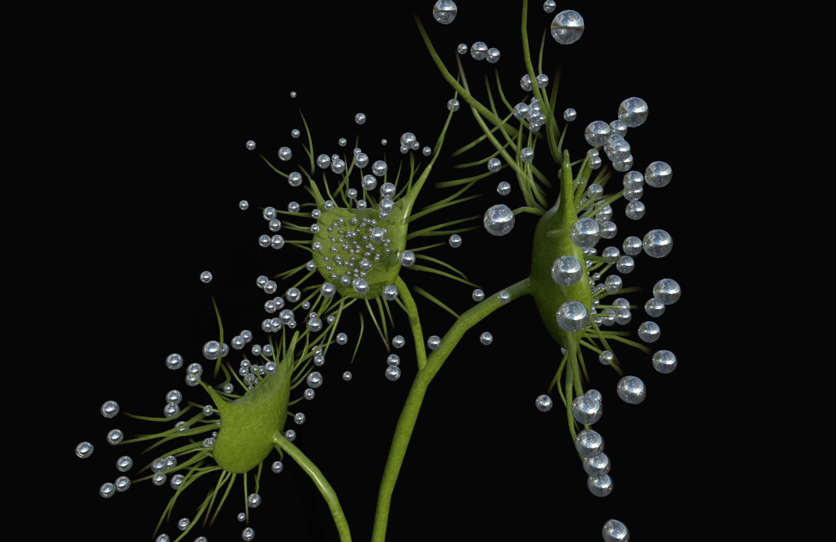 3D drosera plants - TurboSquid 1466300