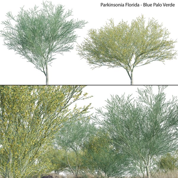 modelo 3d Parkinsonia Florida - Azul Palo Verde - TurboSquid 1923585