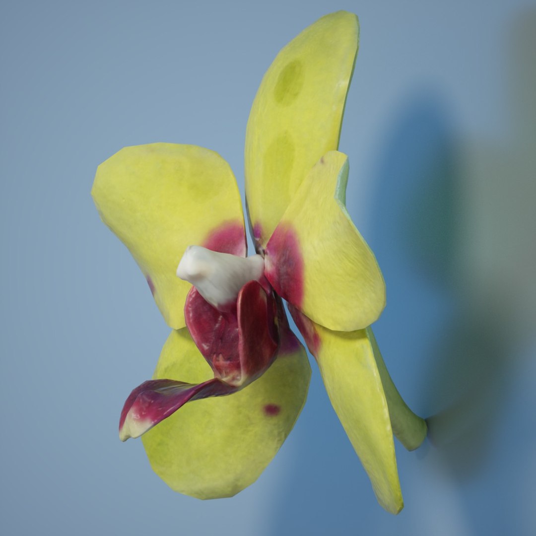 3d Orchid Flower Model