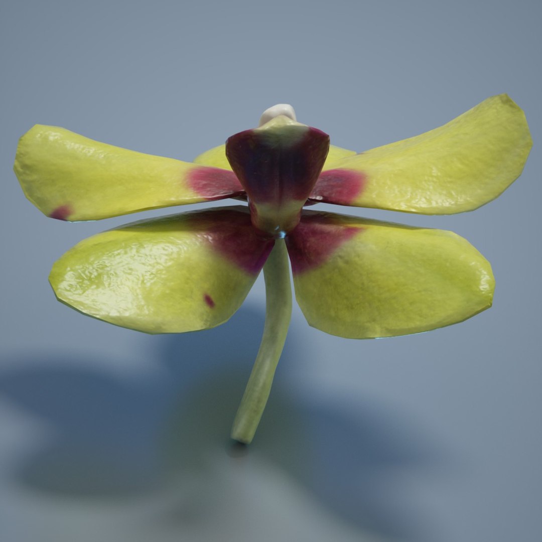 3d Orchid Flower Model