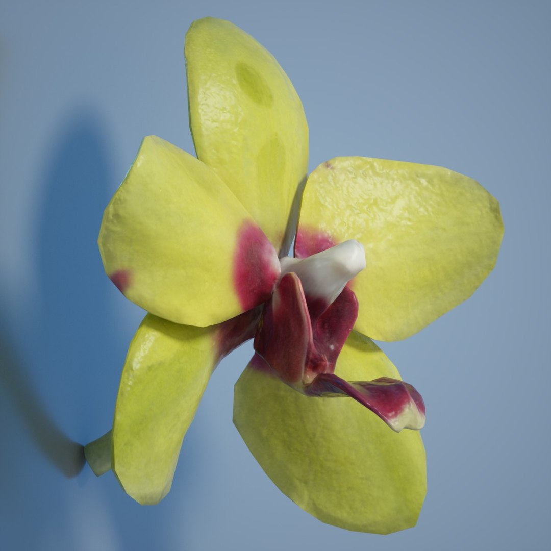 3d Orchid Flower Model
