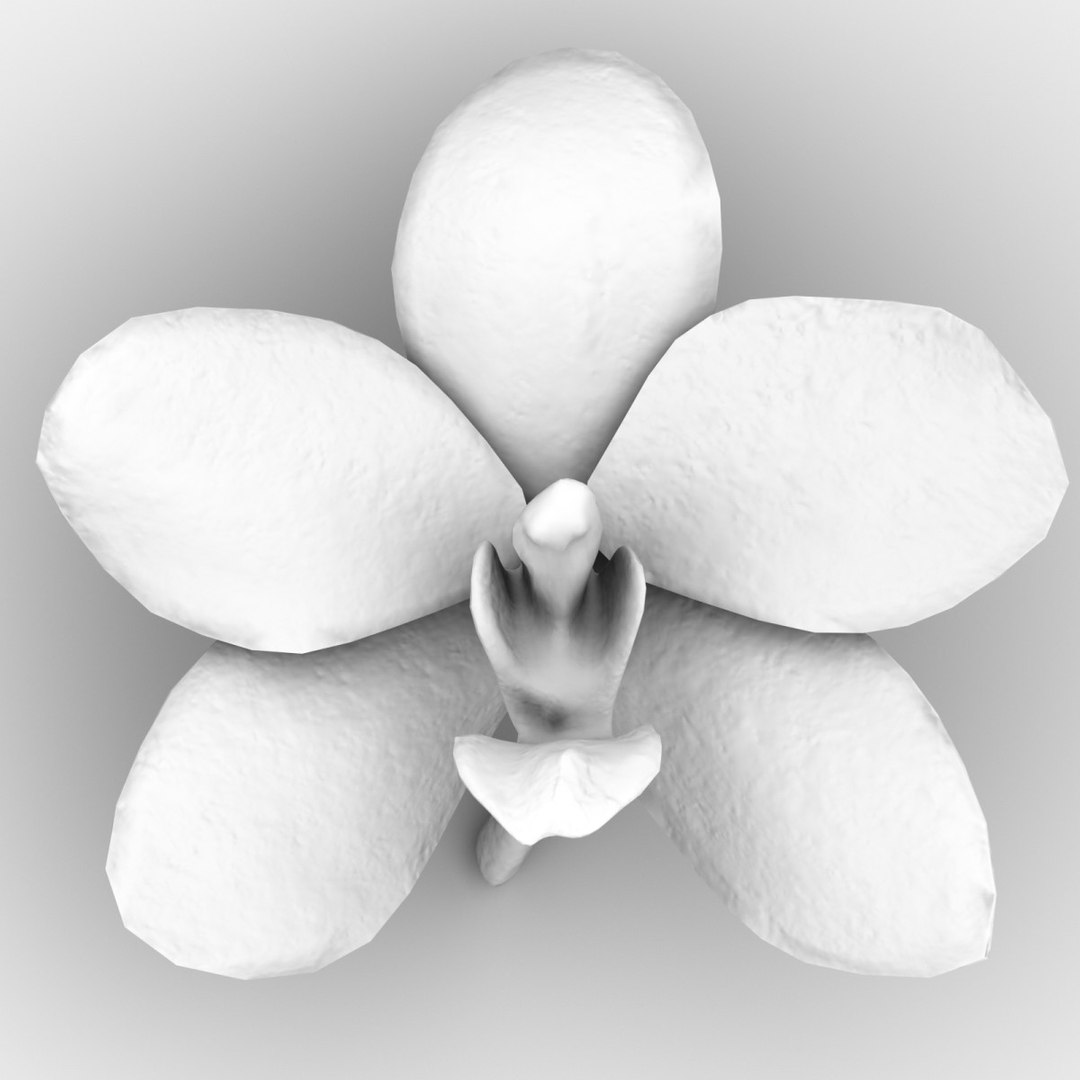 3d Orchid Flower Model