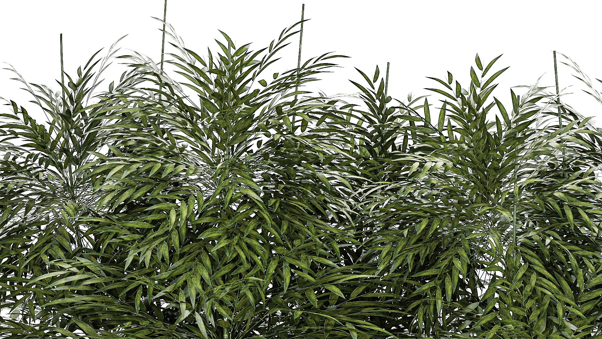 Beautiful Plant Bush Bamboo In Pots 1354 3D Model - TurboSquid 2095862