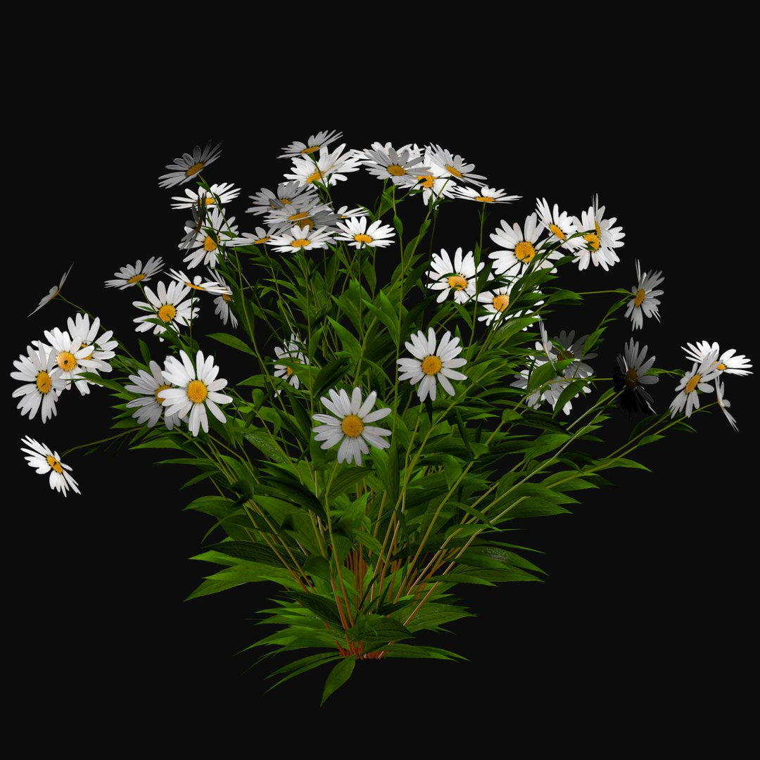 3d Model Daisy Flowers