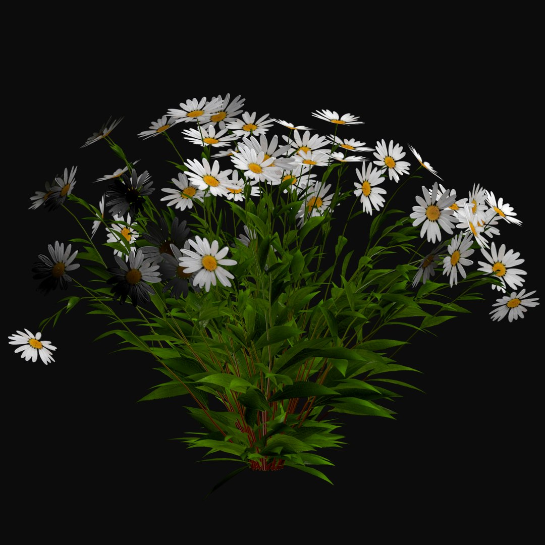 3d Model Daisy Flowers