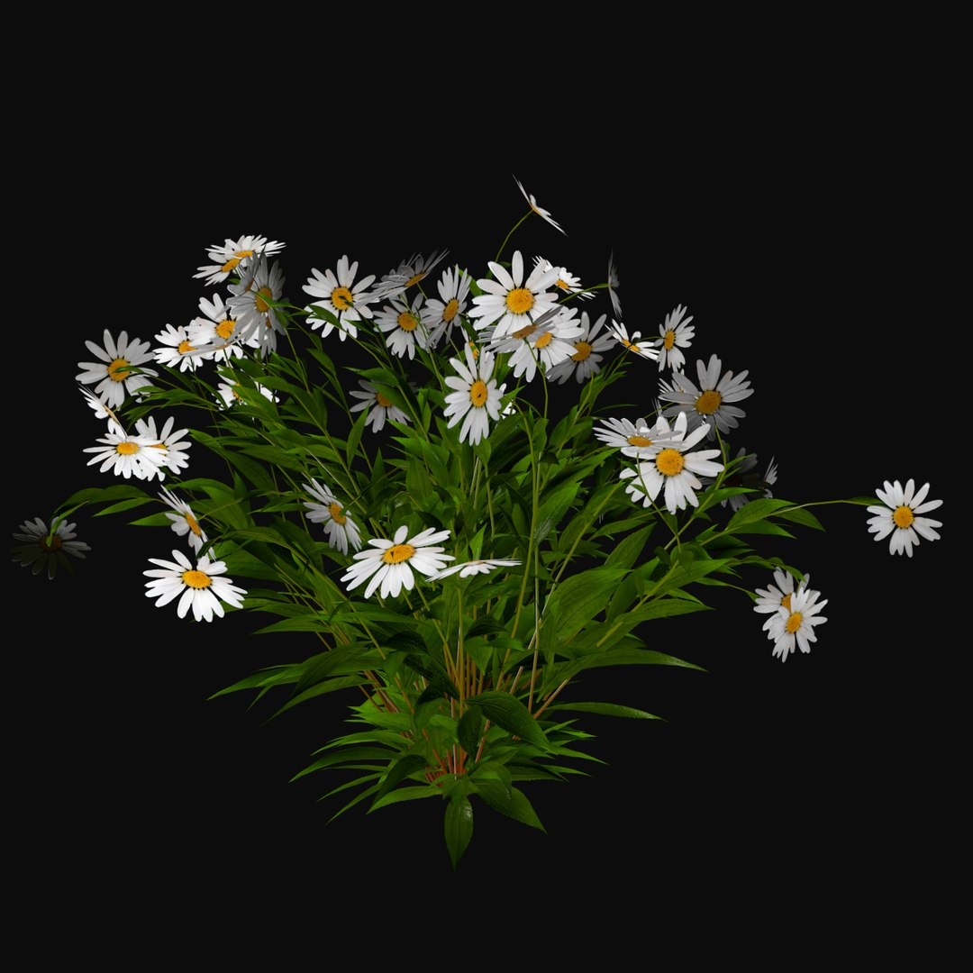 3d Model Daisy Flowers