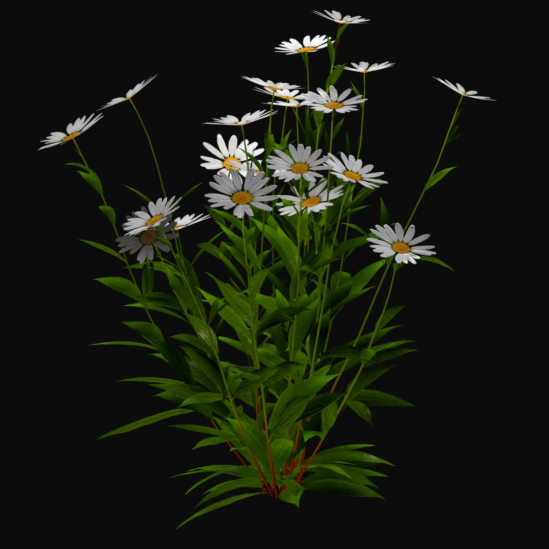 3d Model Daisy Flowers