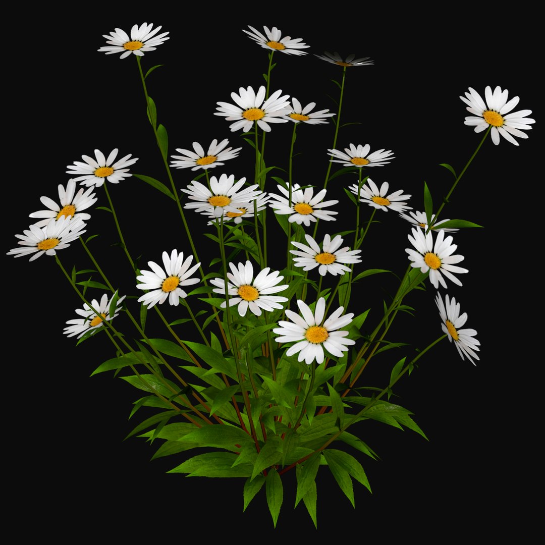 3d Model Daisy Flowers