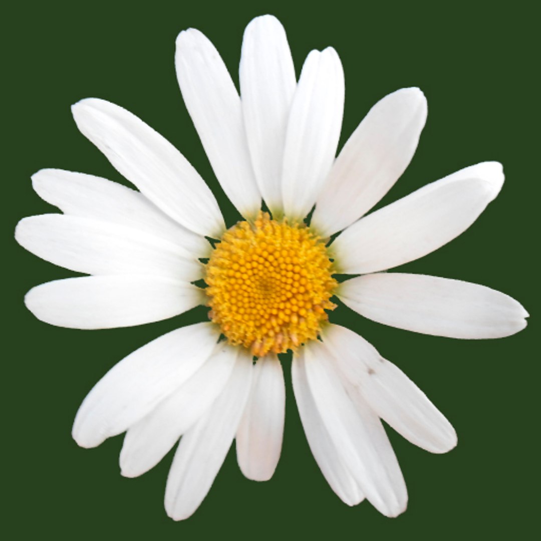 3d Model Daisy Flowers