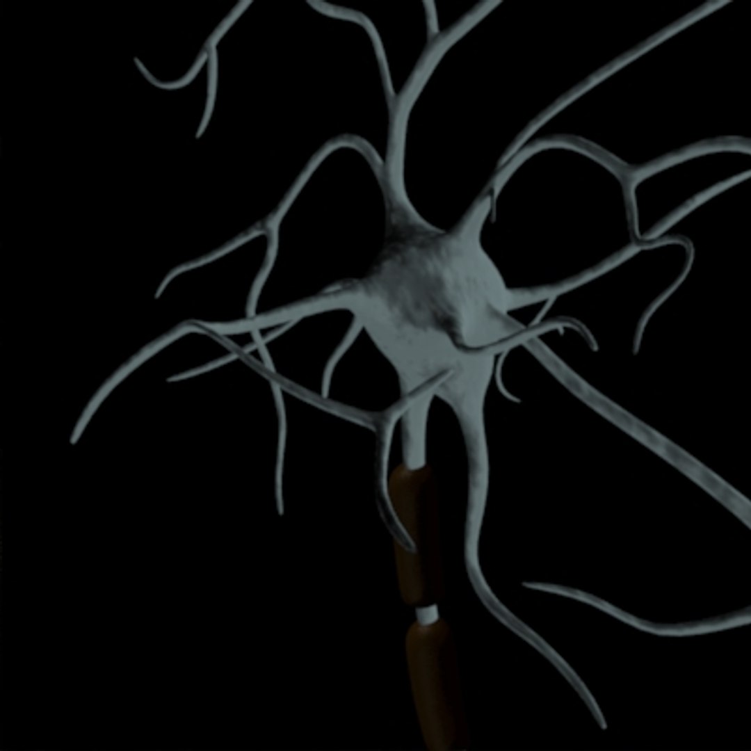 Neuron Cell 3d Model