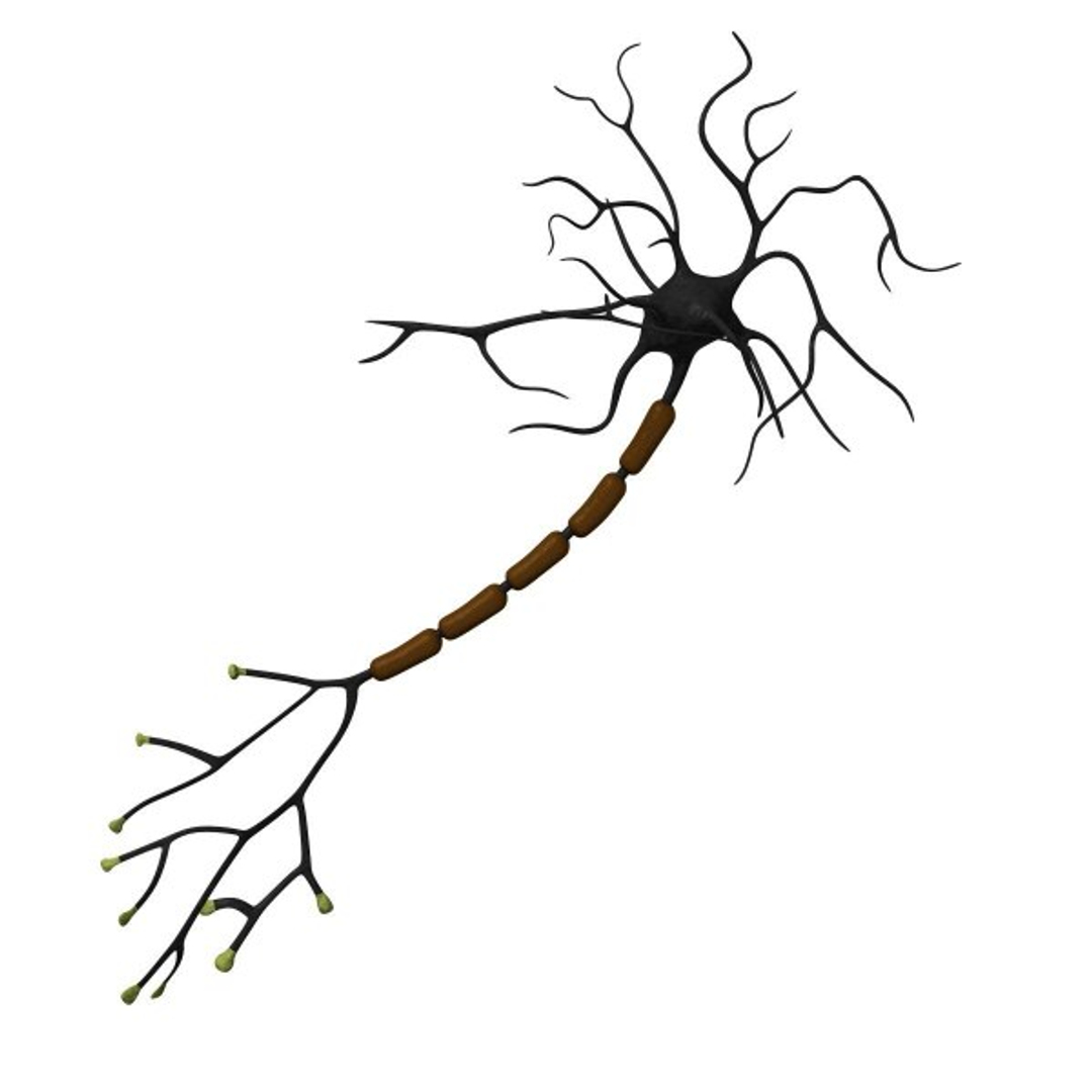 neuron cell 3d model