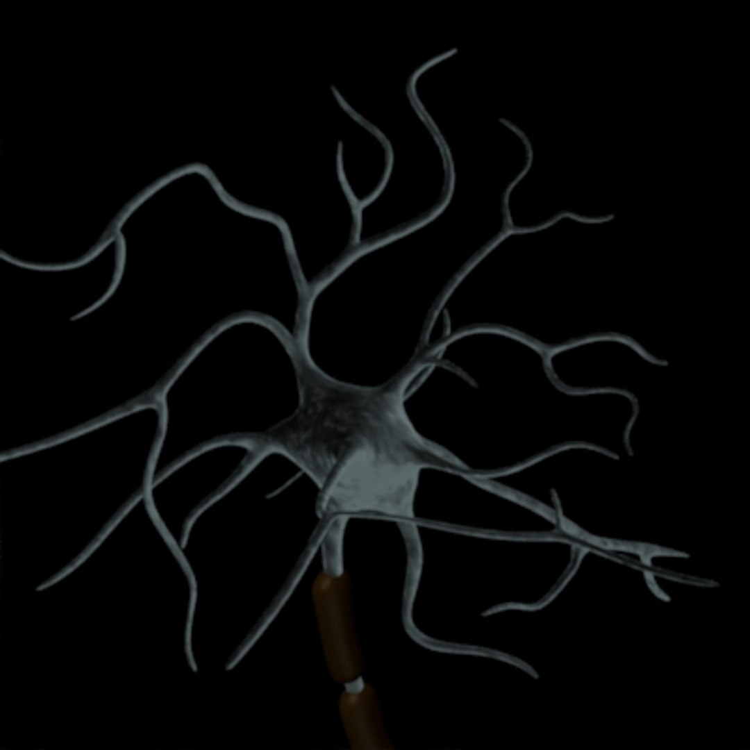 Neuron Cell 3d Model