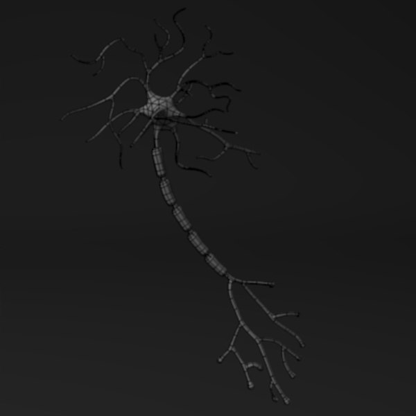 neuron cell 3d model