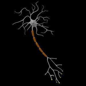 Nerve Cell Blender Models for Download | TurboSquid