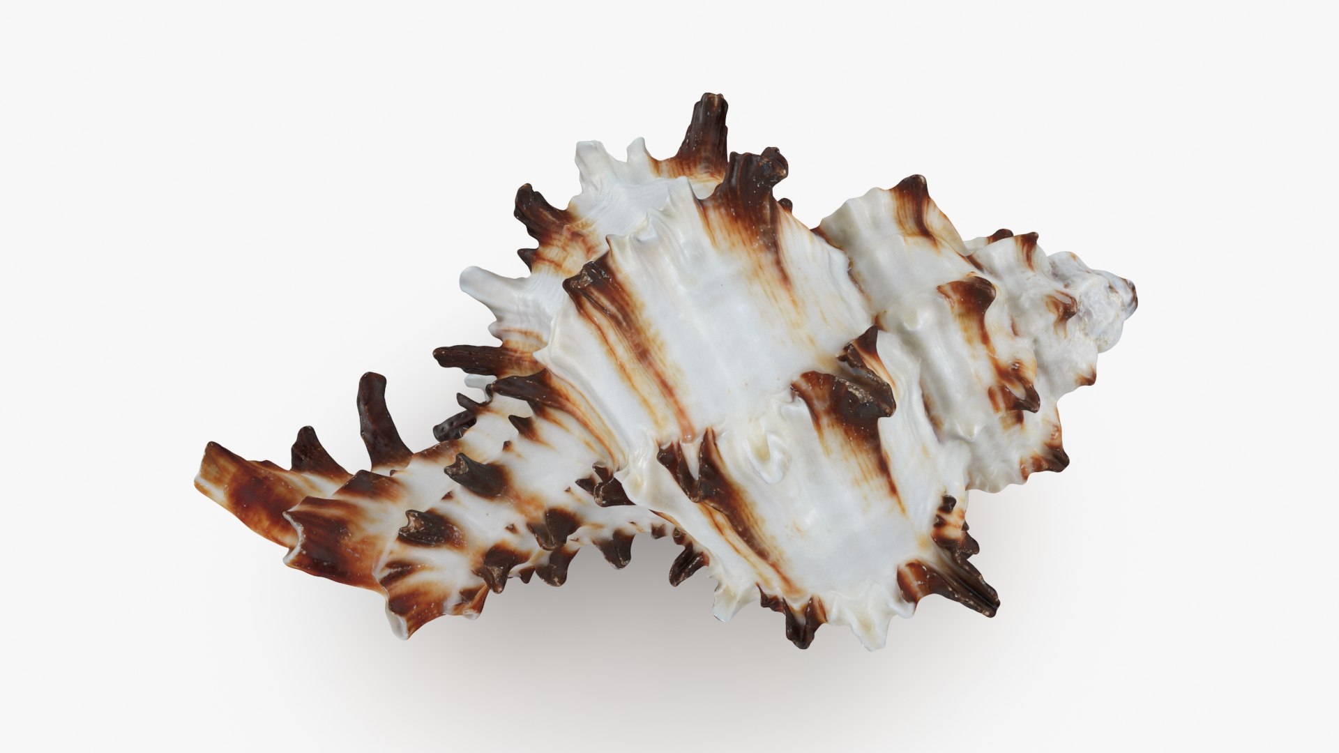 Hexaplex Cichoreum 3D Model - TurboSquid 2217084