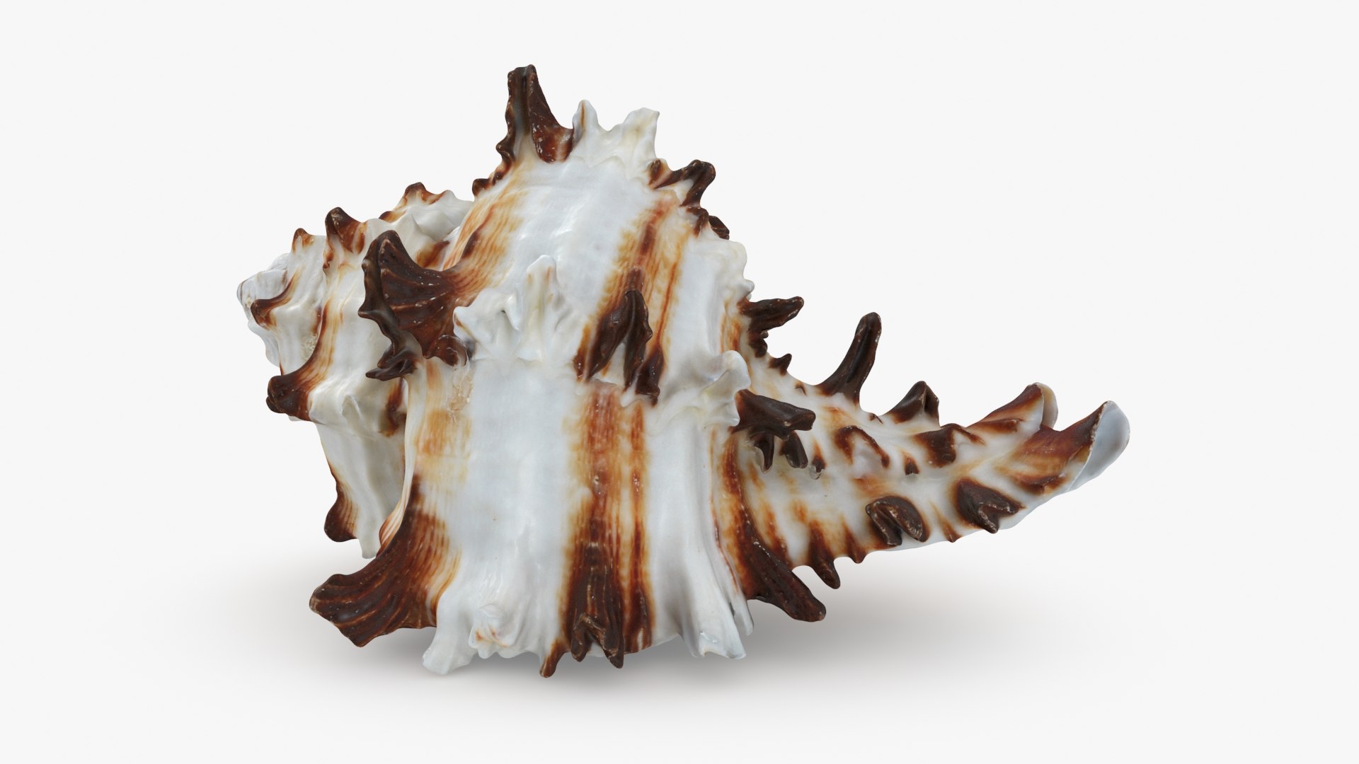 Hexaplex Cichoreum 3D Model - TurboSquid 2217084