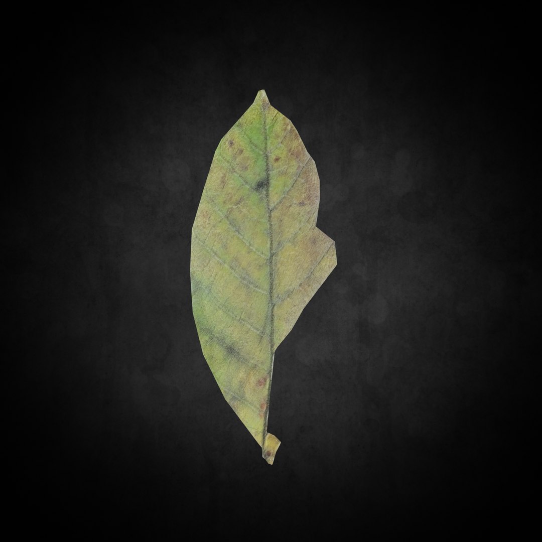 Low Poly Leaf 075 3D model - TurboSquid 1852533