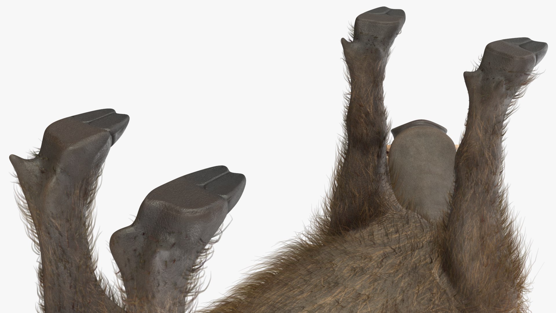 3D South African Wild Boar Standing Pose Fur - TurboSquid 2215094