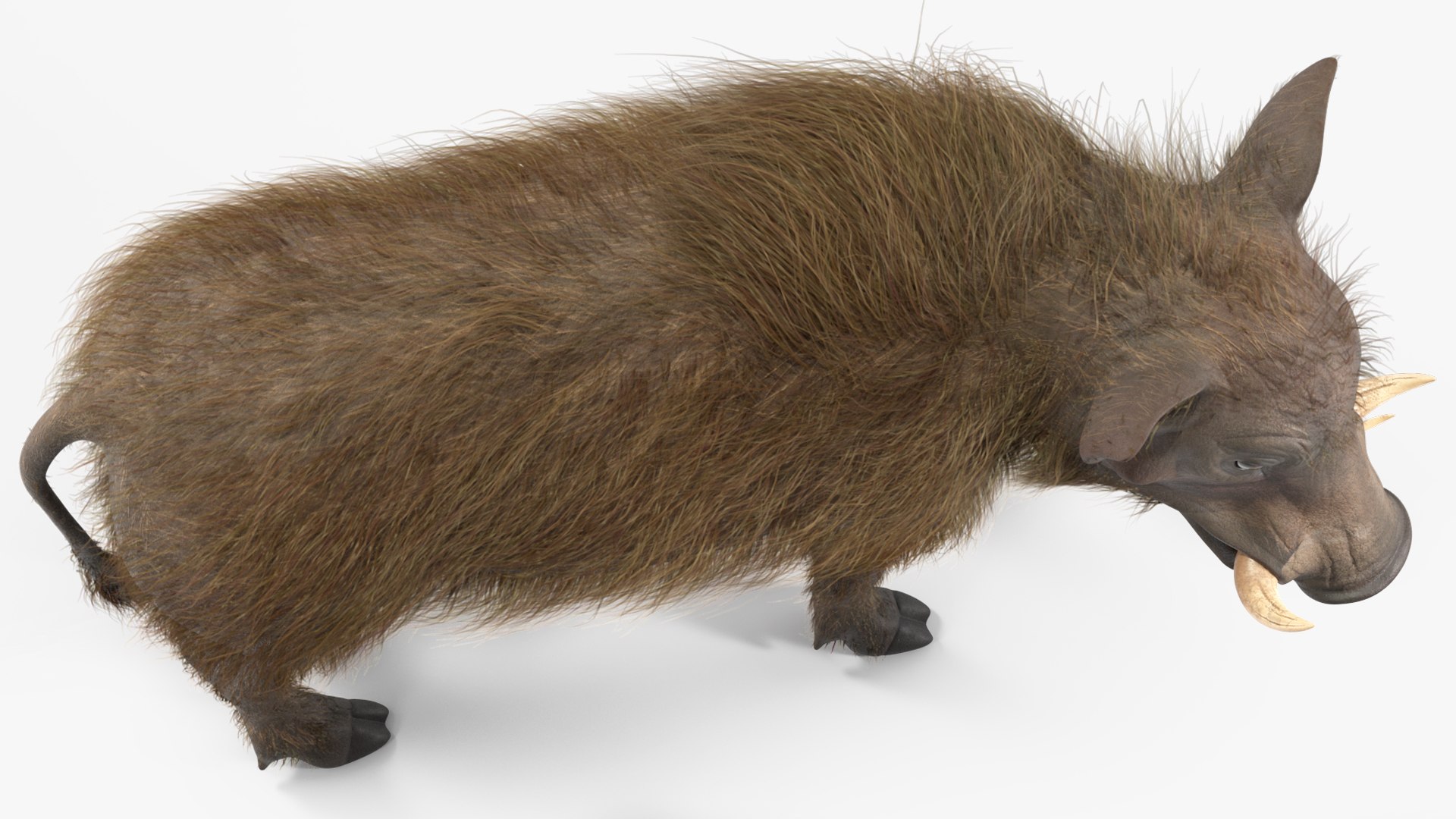 3D South African Wild Boar Standing Pose Fur - TurboSquid 2215094