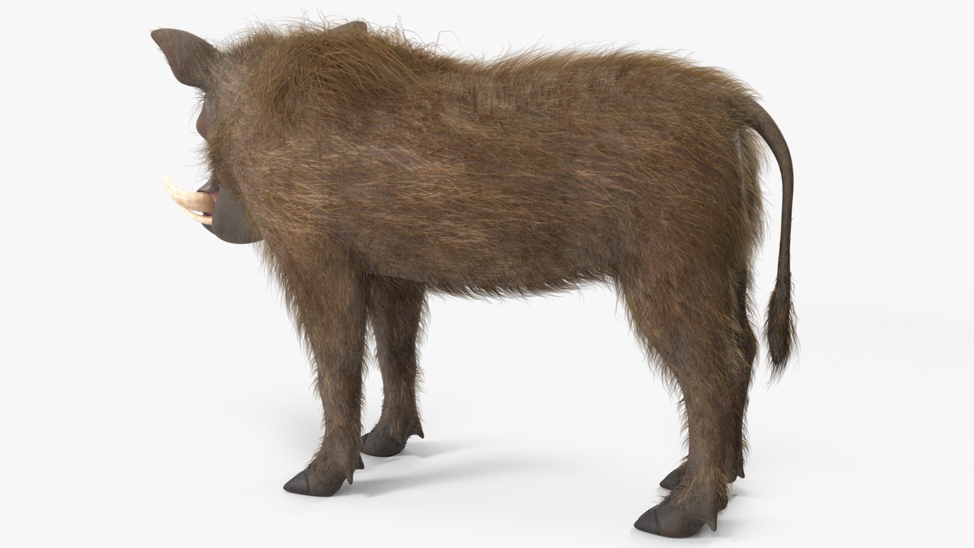 3D South African Wild Boar Standing Pose Fur - TurboSquid 2215094