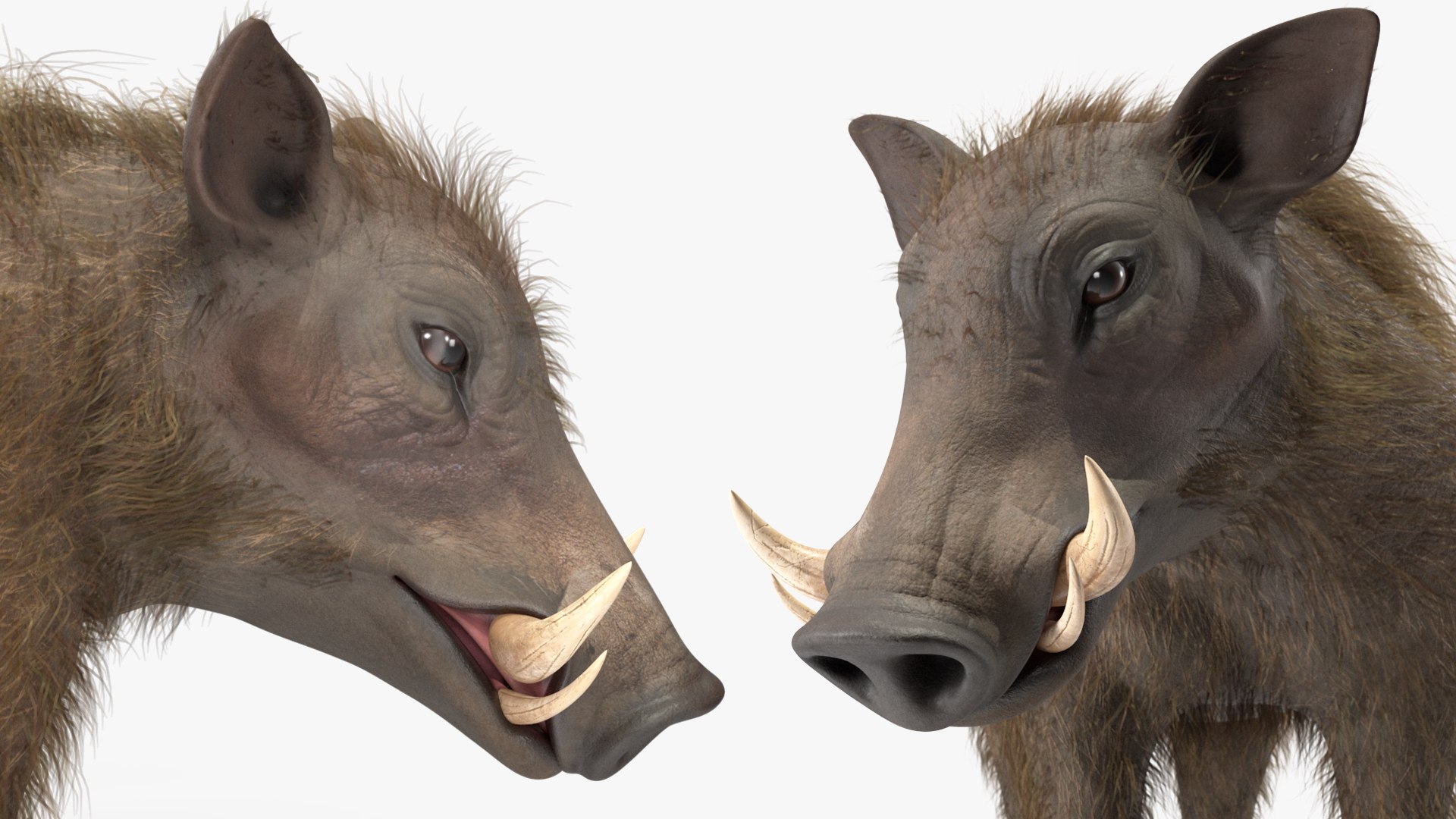 3D South African Wild Boar Standing Pose Fur - TurboSquid 2215094