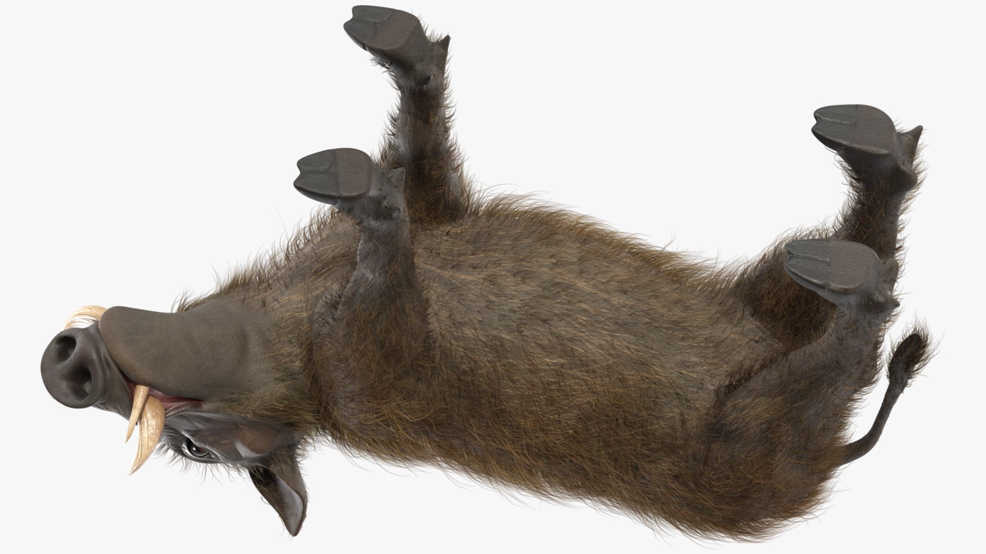 3D South African Wild Boar Standing Pose Fur - TurboSquid 2215094